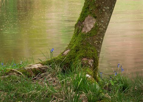 On The Banks Of Grassmere Npsphotos Flickr