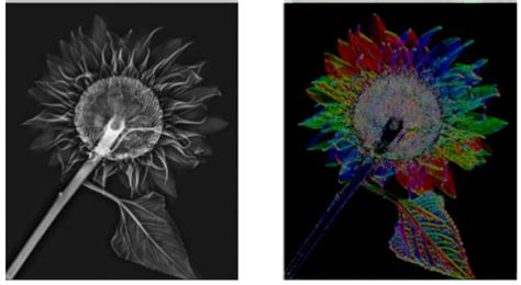 directional edge detection of a sunflower using page in phycv for