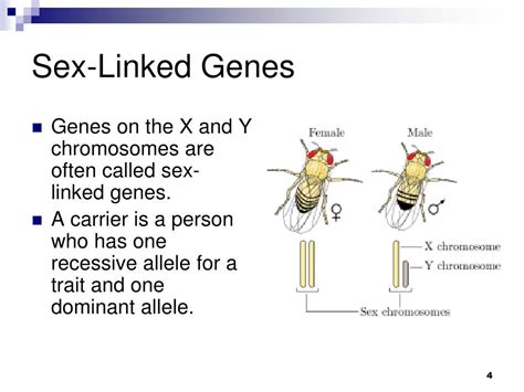 Ppt Modern Genetics Powerpoint Presentation Free Download Id1150918