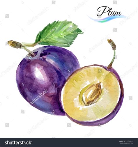 Plum Drawing Watercolor Isolated On White Stock Vector Royalty Free