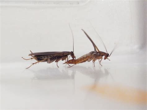 Cockroach Sex Takes A Turn After Bugs Adapt To Sweet Poison Npr