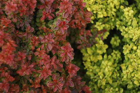 How To Grow And Care For Barberry Bushes Gardeners Path