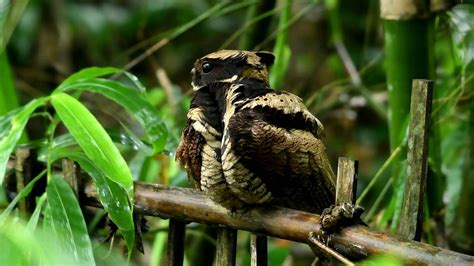 Great Eared Nightjar Species
