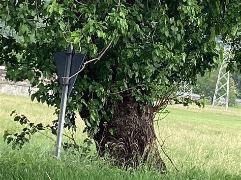 Unmondodiamici I Bachi Da Seta