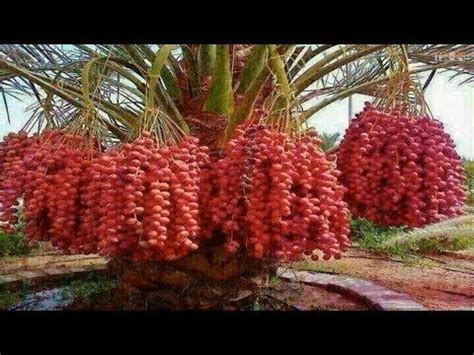Wow Most Amazing Fruits And Vegetables Farming Technique Amazing