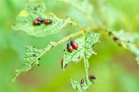 Are You Poisoning Your Garden 6 Organic Pest Control Methods That Work