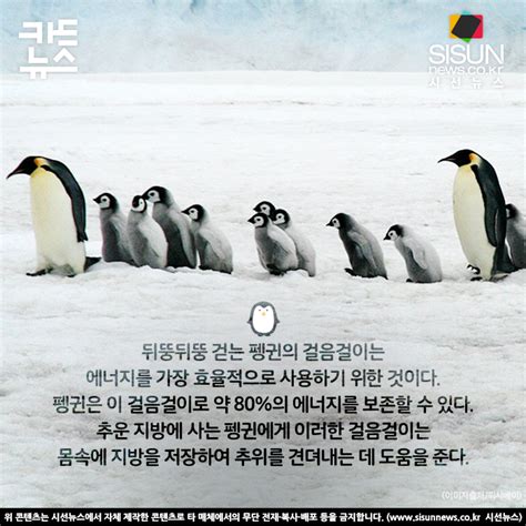 펭귄이 동성연애를 한다 우리가 몰랐던 펭귄의 비밀들 네이버 포스트