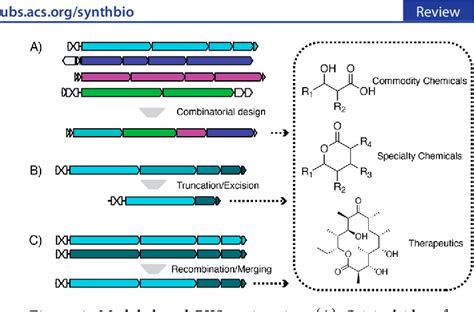 Figure 1 From Module Based Polyketide Synthase Engineering For De Novo