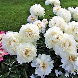 Peony Bulbs Shirley Temple Flower Bulbs Eden Brothers Bulb