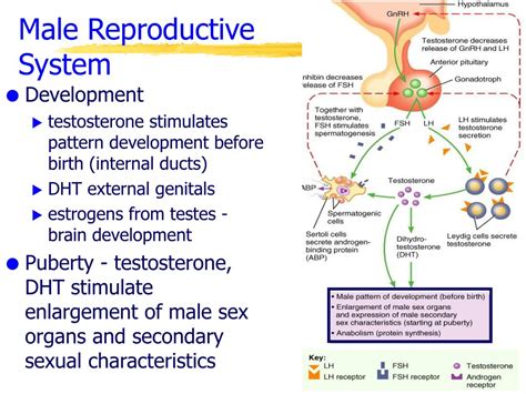 Ppt Chapter 28 Powerpoint Presentation Free Download Id4452169