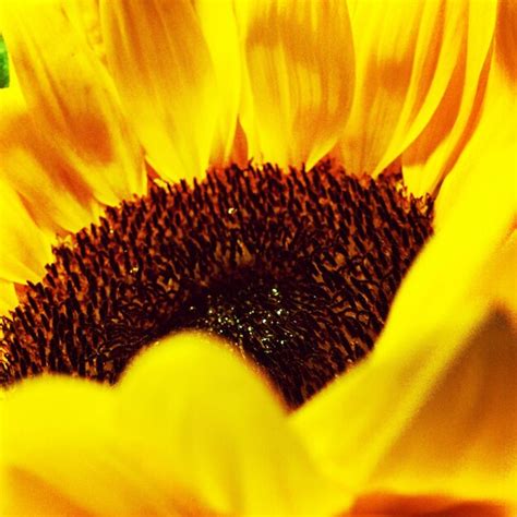 Premium Photo Extreme Close Up Of Yellow Flower