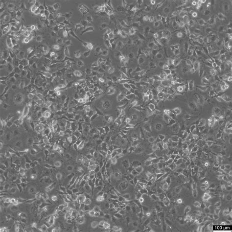Mda Mb 468 Cells
