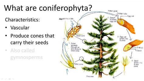 Plants Classification Reproduction And Evolution Example 5 Video Biology Ck 12