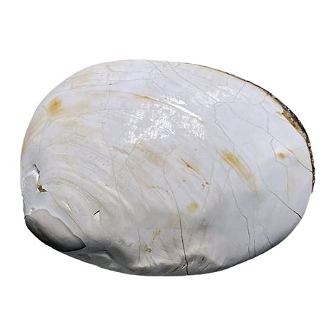 Bivalve Shell Crystalcaveindia