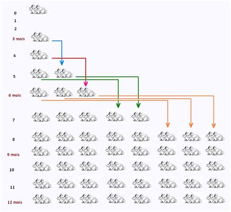 Последовательность чисел фибоначчи описывает размножение кроликов рост веток на деревьях фото