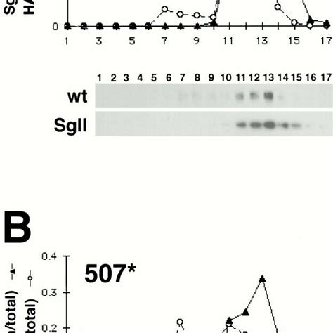 Density Gradient Fractionation Of Wild Type And 507 Vmat2 Download Scientific Diagram