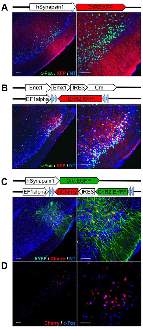 Driving Opposing Behaviors With Ensembles Of Piriform Neurons Pmc