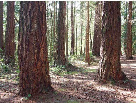 Things That You Might Not Know About Tree Trunks Preservesd Org