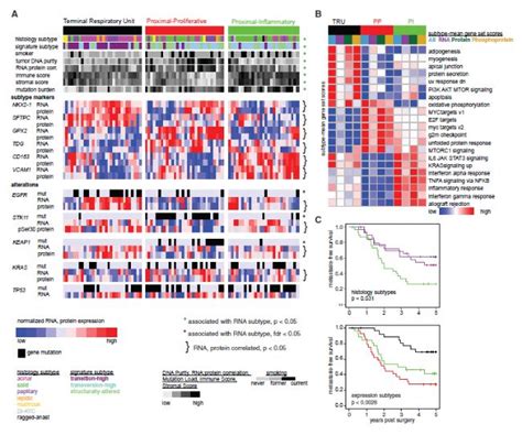采用组织切片多组学揭秘肺腺癌分子分型生物器材网