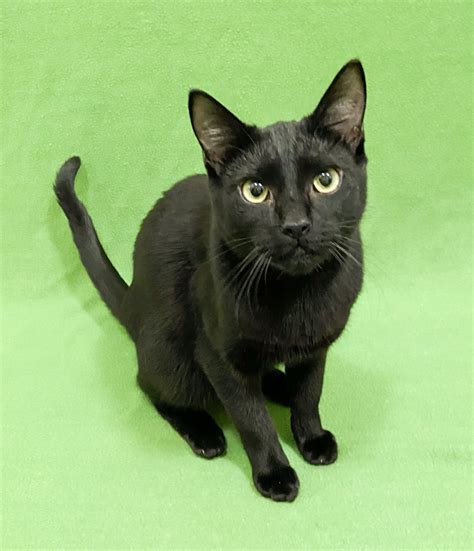 Sammy And Moose Are Adopted Happy Cats Haven