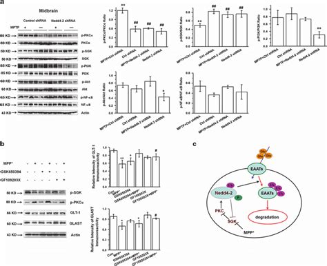 Nedd4 2 Regulates The Sgk Pkc Pathway A Western Blotting Showing