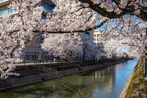 水路沿いに咲く満開の桜 長岡市 福島江 KuroBox
