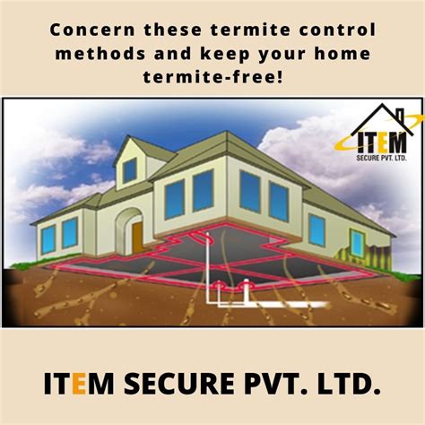 Heres Why Termite Proofing Is Important Contenthub