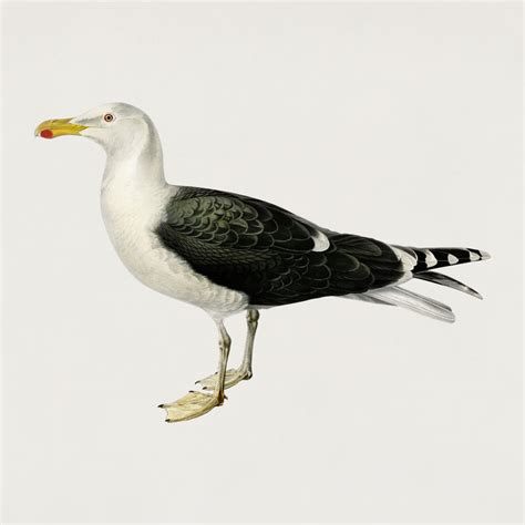 大黑背鸥素材 高清图片 摄影照片 寻图免费打包下载