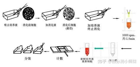 细胞培养（四） 细胞传代 知乎