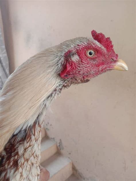 Aseel Murgha For Sale Hens 1098769936