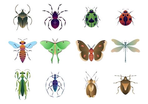 Premium Vector Different Kinds Of Insects Collection Vector Illustration