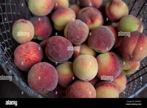Fresh Peaches Fruit With In Basket Top View Summer Harvest Of Fruits