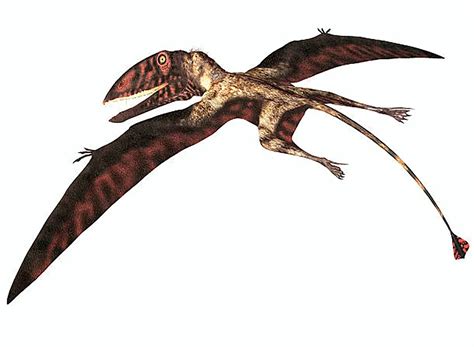 Dimorphodon Dino Encyclopedia