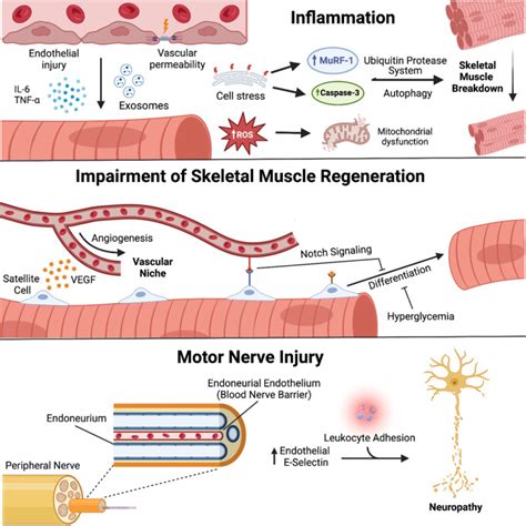 The Role Of The Microcirculation And Integrative Cardiovascular