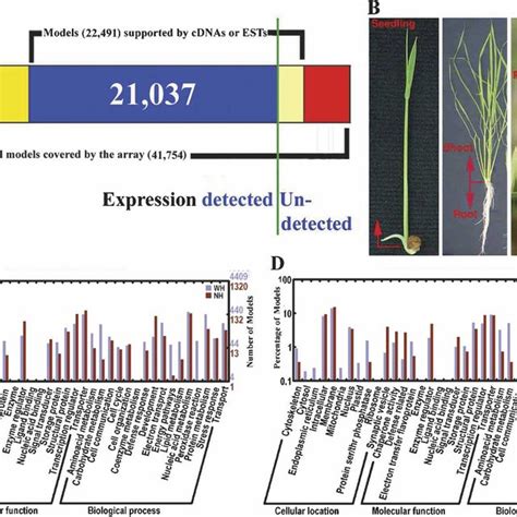 Microarray Expression Analysis Of Confirmed And Predicted Gene Models