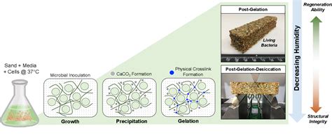 Table 1 From Biomineralization And Successive Regeneration Of Engineered Living Building