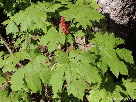 Devilsclub Devils Club Oplopanax Horridus Synonyms Echinopanax