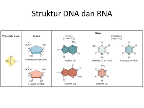 Detail Gambar Struktur Dna Dan Rna Koleksi Nomer 28