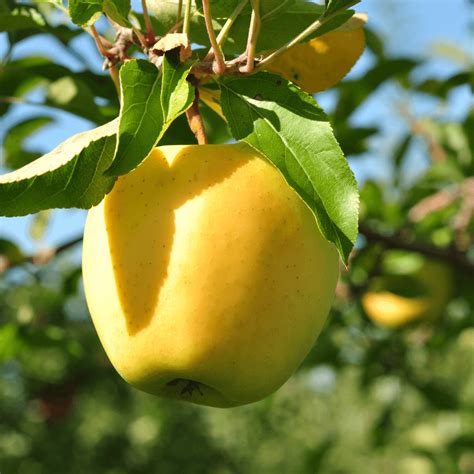 Citrus And Fruit Trees For Sale Moon Valley Nurseries