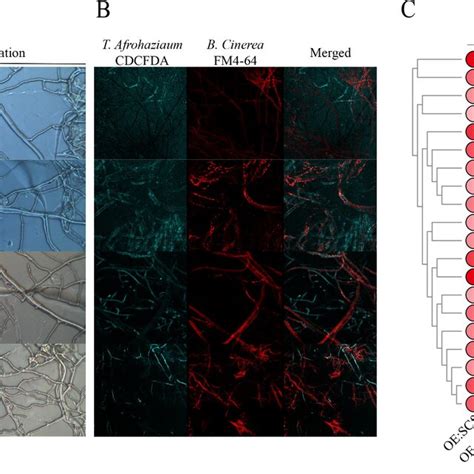 Construction And Enzyme Activity Of T Afroharzianum Engineered Download Scientific Diagram Construction And Enzyme Activity Of T Afroharzianum Engineered Download Scientific Diagram
