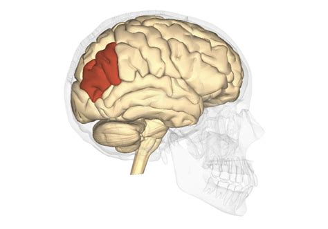 Gerstmann Syndrome Symptoms Causes Diagnostic Treatment