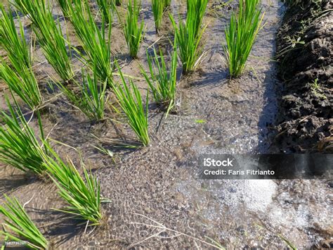 논으로 흘러 들어가기 위해 땅에서 물을 펌핑하는 기술로 펌프 우물을 사용하여 논을 관개합니다 관개 수로 시스템에서 물을 펌핑하는 펌핑 스테이션 0명에 대한 스톡 사진 및