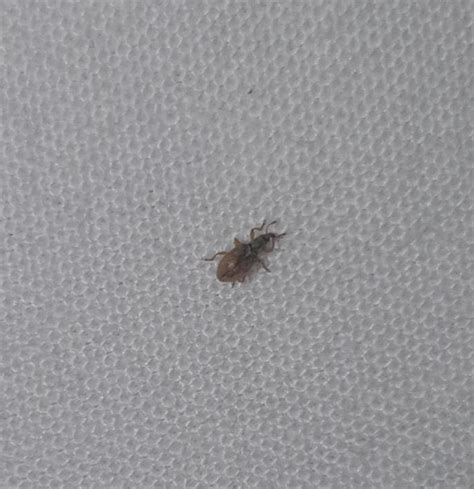 What Is This R Bugidentification