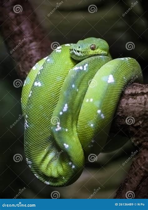 Green Tree Python Stock Image Image Of Closeup Alive 26136489