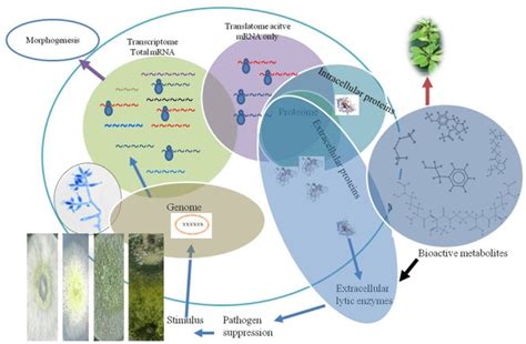 Integrated Translatome And Proteome Approach For Accurate Portraying