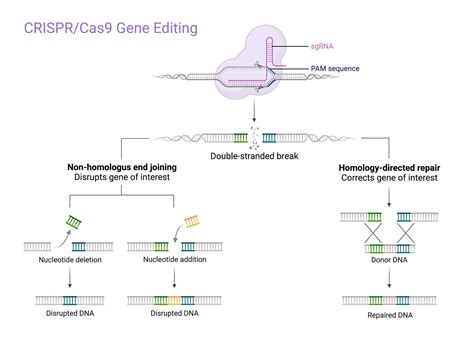 Gene Editing And Regulation Prorenata Biotech