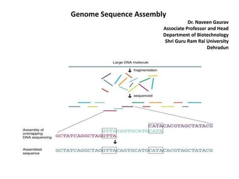 Shotgun And Clone Contig Method Pptx Genetics Science