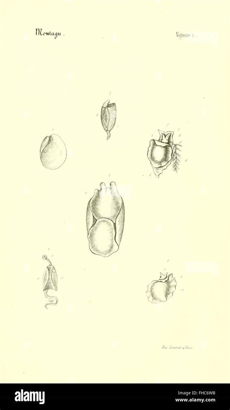 A Catalog Of Mollusk Shells From Harvard Universitys Collection Documenting Various Species