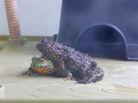 우리집 개구리 몇타치냐 포텐 터짐 최신순 에펨코리아