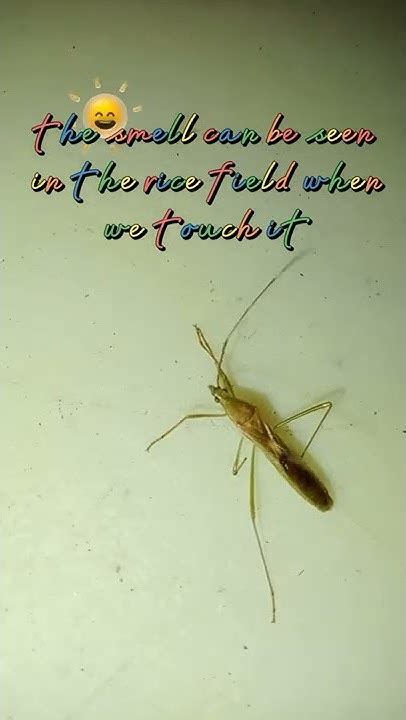 Rice Bug Dangaw Insect Shorts Youtube